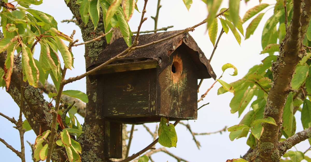 Animation nature: Construction de nichoirs (Gex) | Monts du Genevois