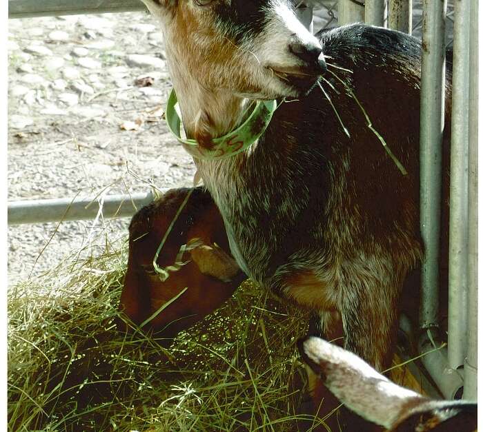 Cheese and meat sales at the Chartreuse goat farm (Voiron) | Official ...