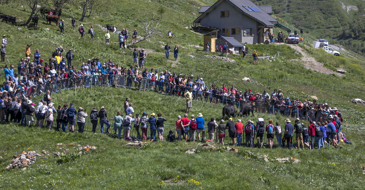 Transhumance party to the summer pastures at the Lautaret pass (Villar ...