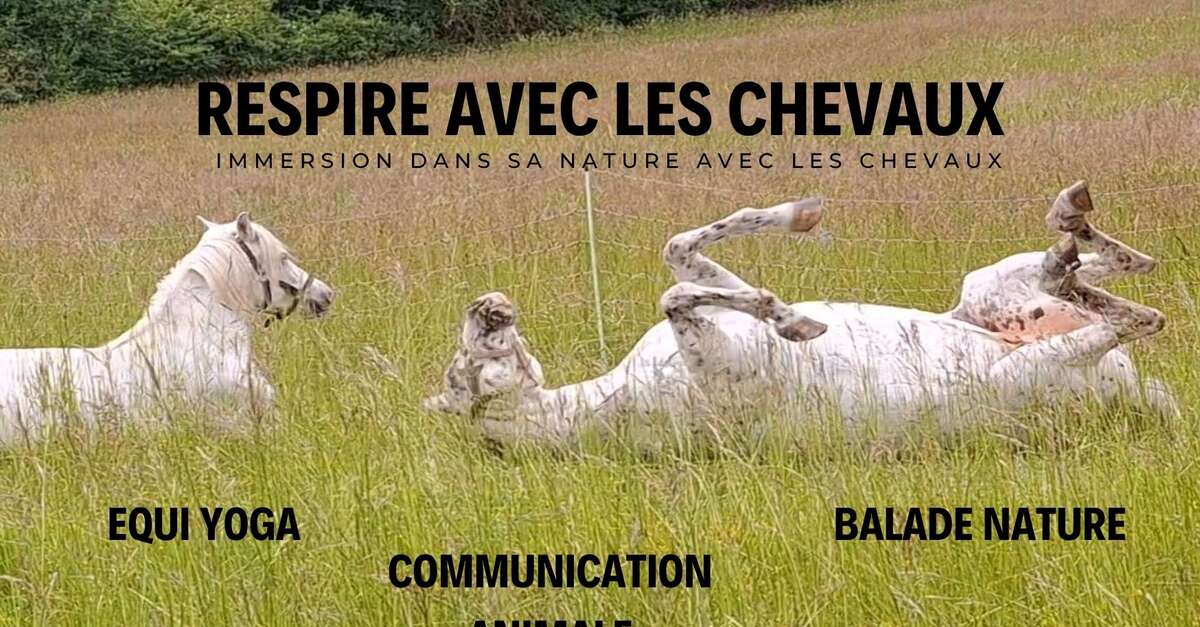 Respire avec les chevaux – Equi yoga et communication médiée par le ...