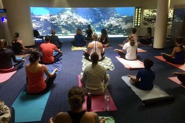 Yoga à l’Aquarium des Lagons 2026 (Nouméa) | New Caledonia Tourism: The ...