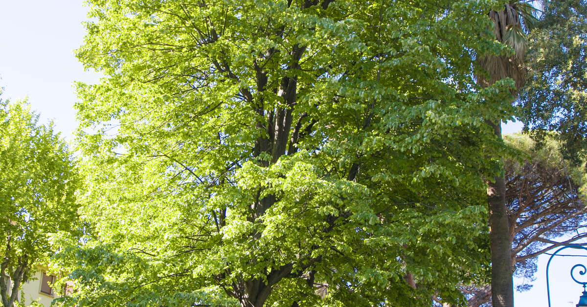 Arbres remarquables : Tilia Europaea – Tilleul Commun (Menton) | Le ...