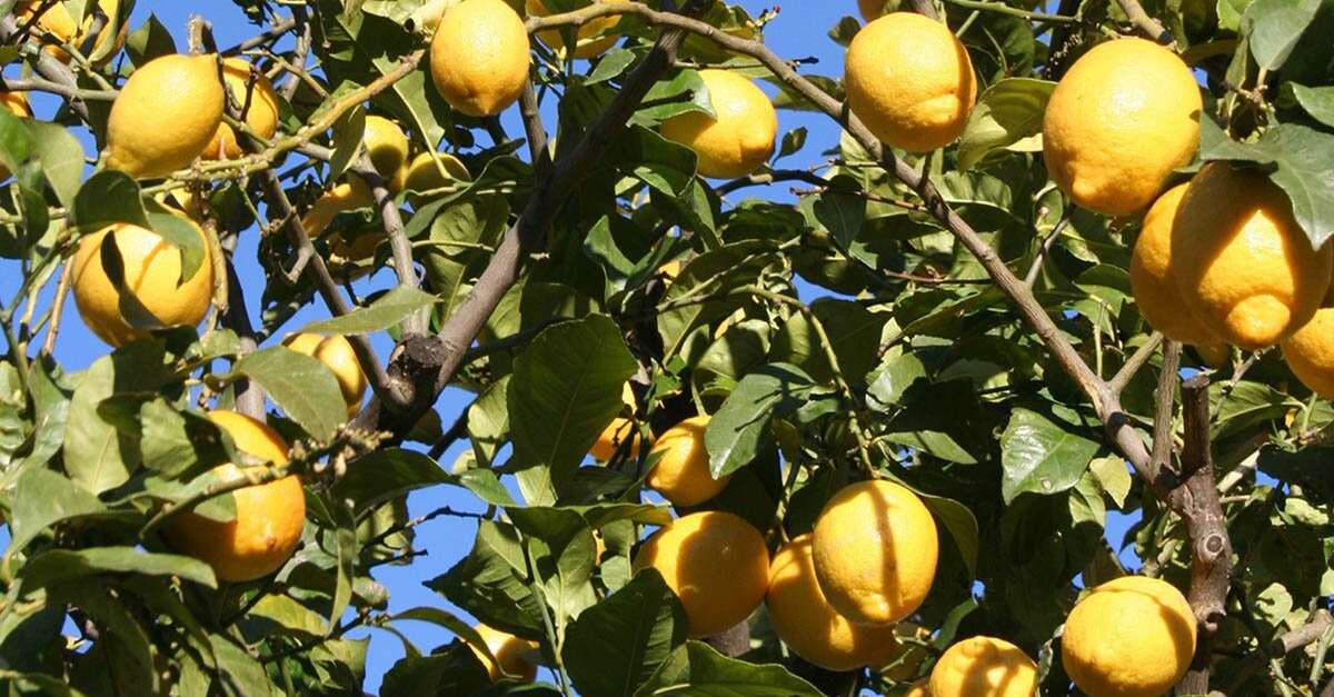 Producteur Citron de Menton IGP – Alain Bounous (Menton) | Menton ...