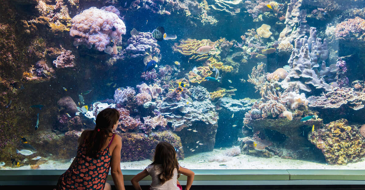 Aquarium des Lagons (Nouméa) | New Caledonia Tourism: The official website for tourism in New ...