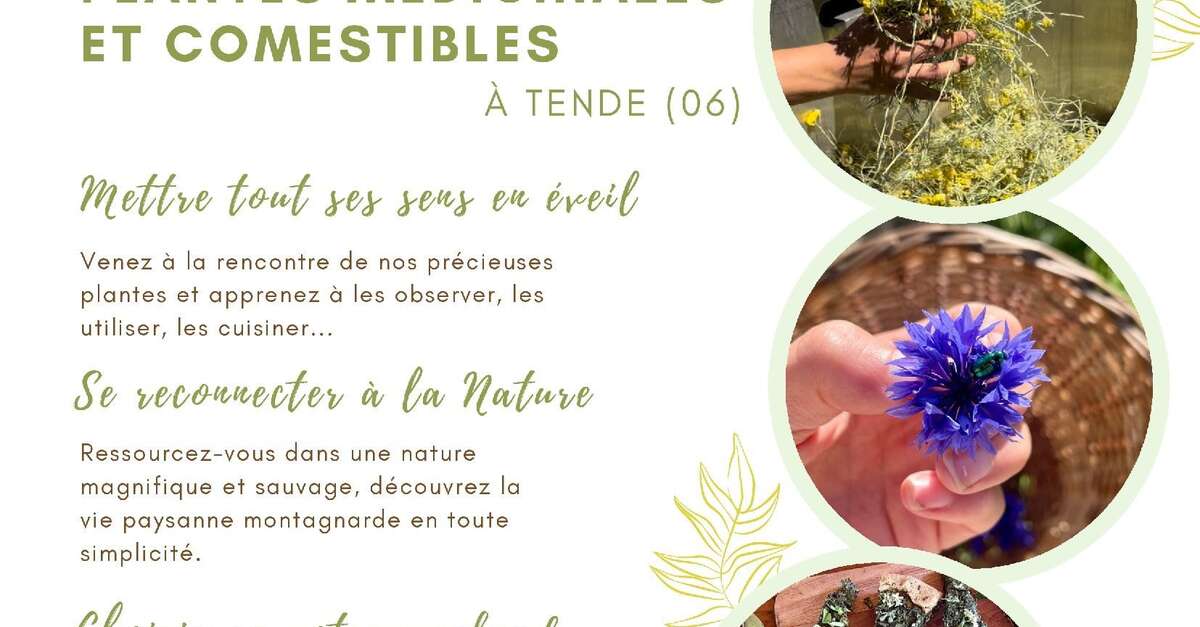 Discovering medicinal and edible plants (Tende) | Côte d’Azur France ...