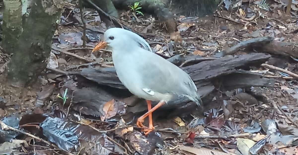 Guided Tour of the Blue River Park – Oléti Tours (Nouméa) | New ...