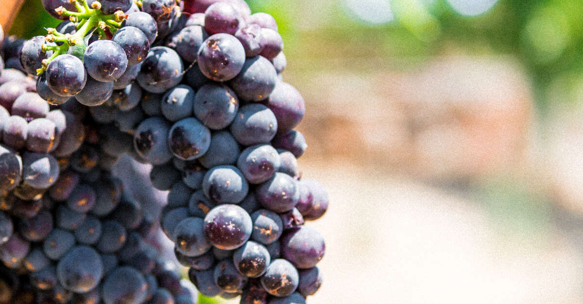 Des vignes à l’Argens à vélo (Carcès) | Provence-Alpes-Côte d'Azur Tourism