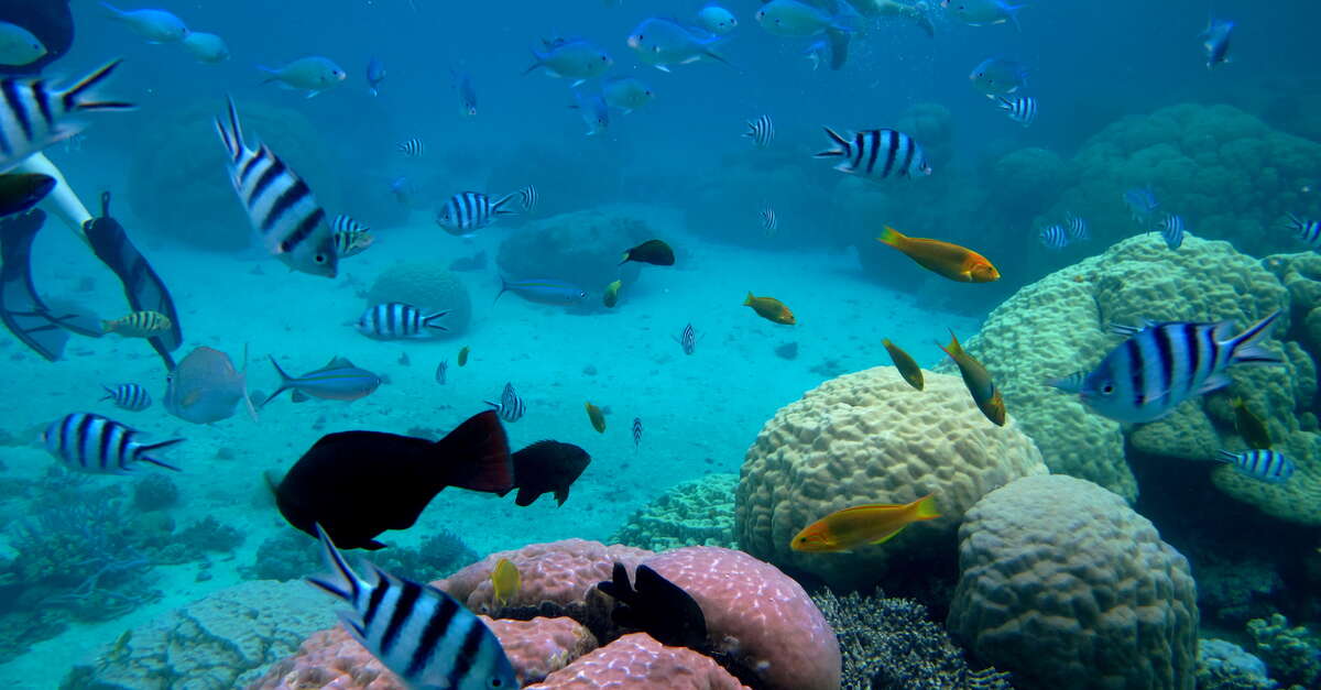 Barrière de corail (Bourail) | Nouvelle-Calédonie Tourisme : Le site ...