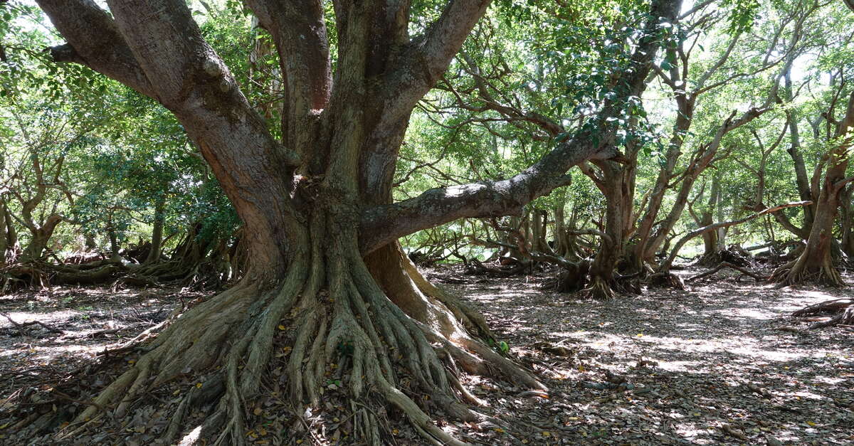 Forêt sèche de Deva (Bourail) | Sud Tourisme Nouvelle-Calédonie