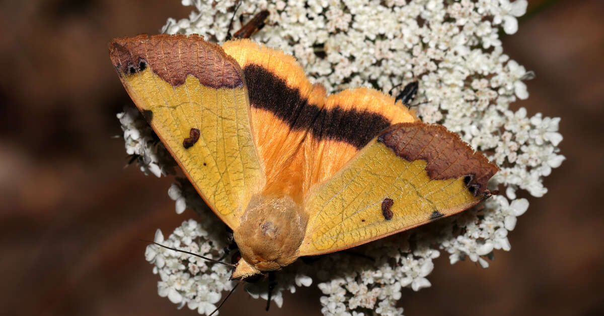 Insects and bats in the Olive Tree Park (Istres) | Provence-Alpes-Côte ...
