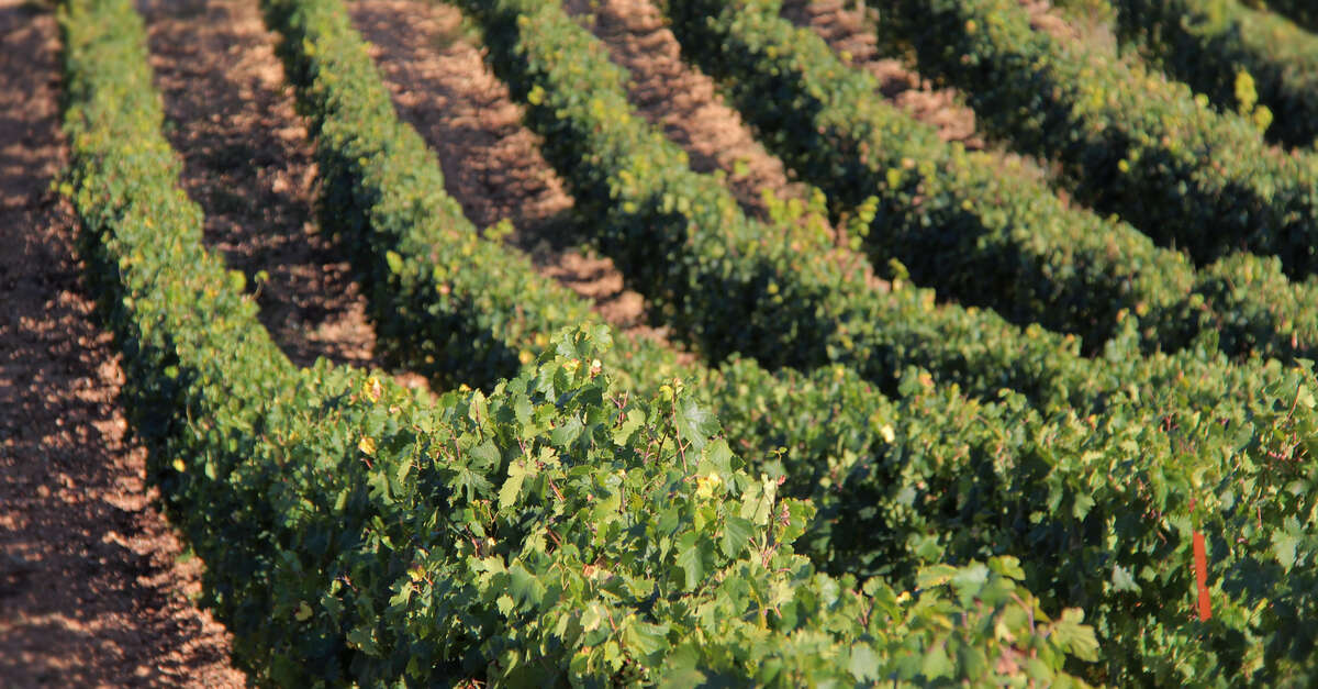 Domaine la Michelle – Nelly & Jean-François Margier (Auriol) | Provence ...