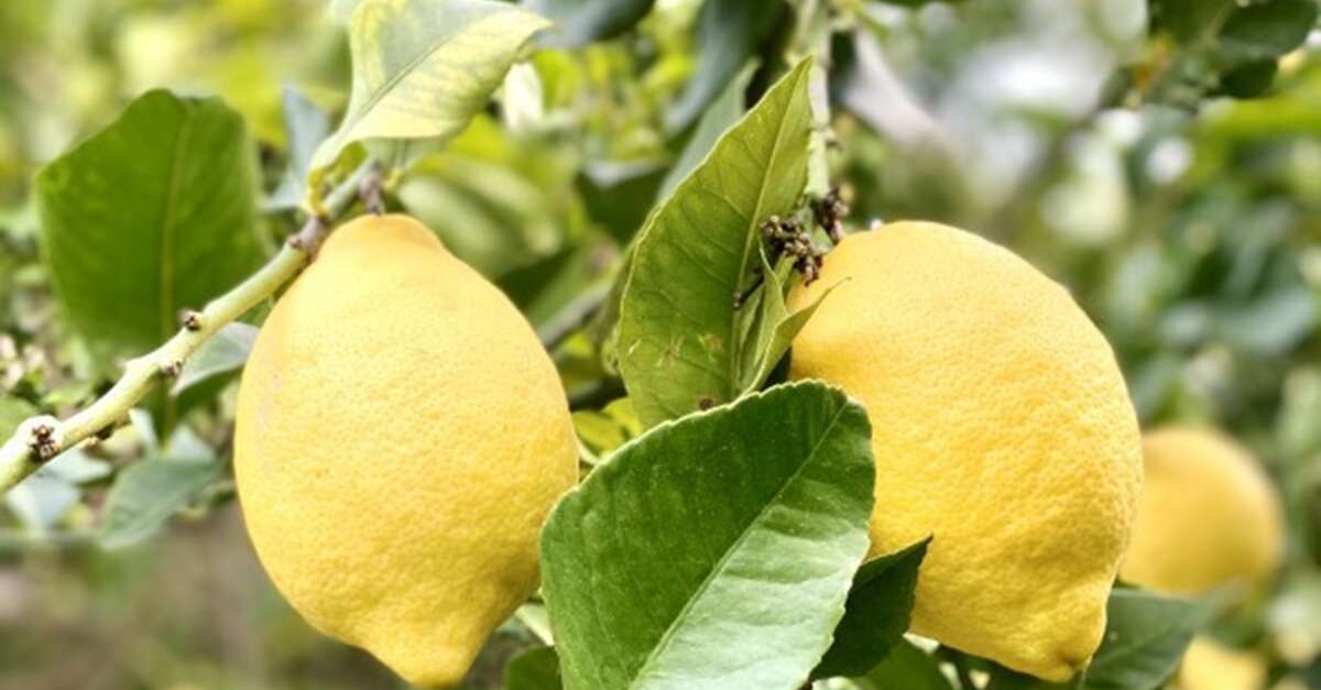 Visit Menton Lemon producer – Pierre Ciabaud – domaine 4 vents ...