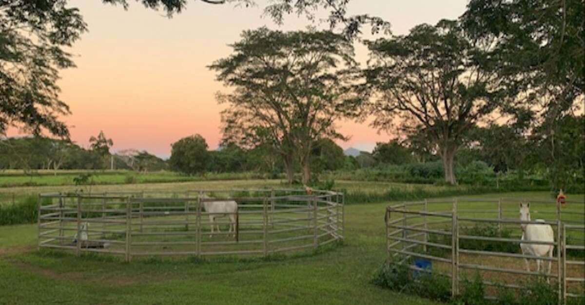 Stage individuel ou groupe d’Éthologie – La Foa Randonnées (La Foa ...