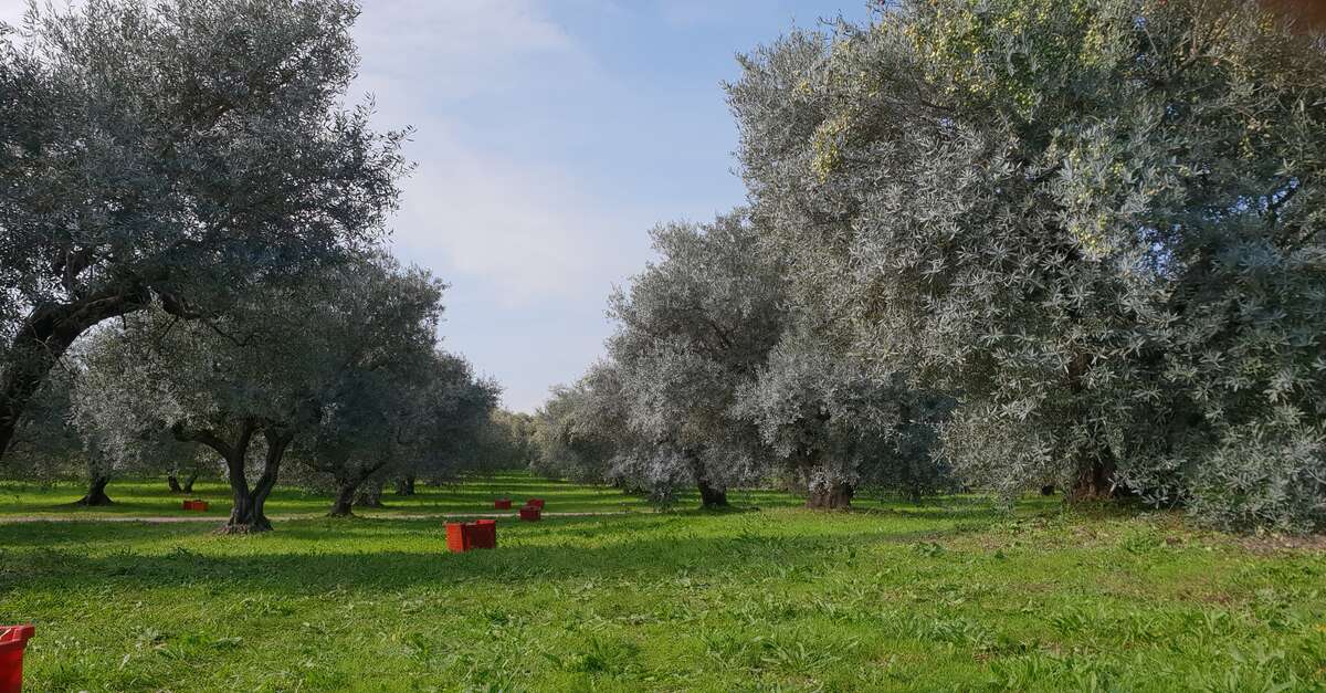 D’Urso Daniel (Lorgues) | Provence-Alpes-Côte d'Azur Tourisme