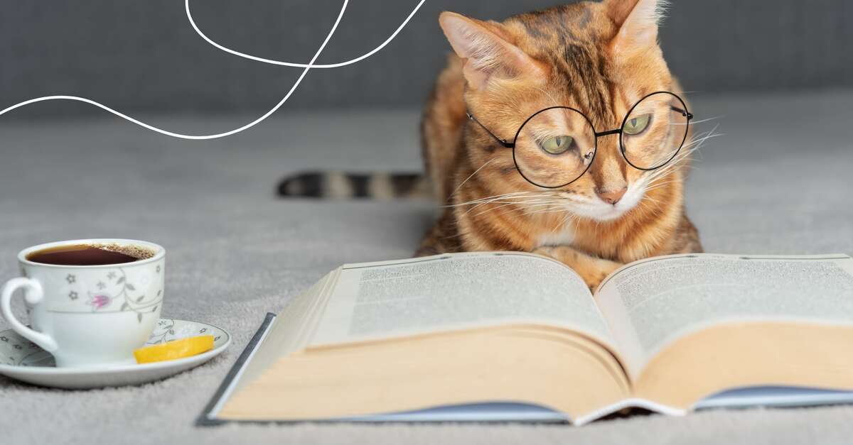 Les coups de cœur du Chat (Châtelaillon-Plage) | Office de tourisme ...