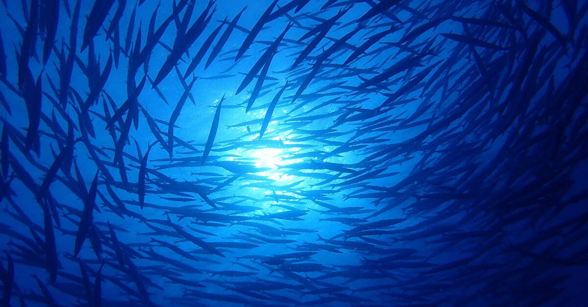 Narval Plongée (Cassis) | Provence-Alpes-Côte d'Azur Tourisme