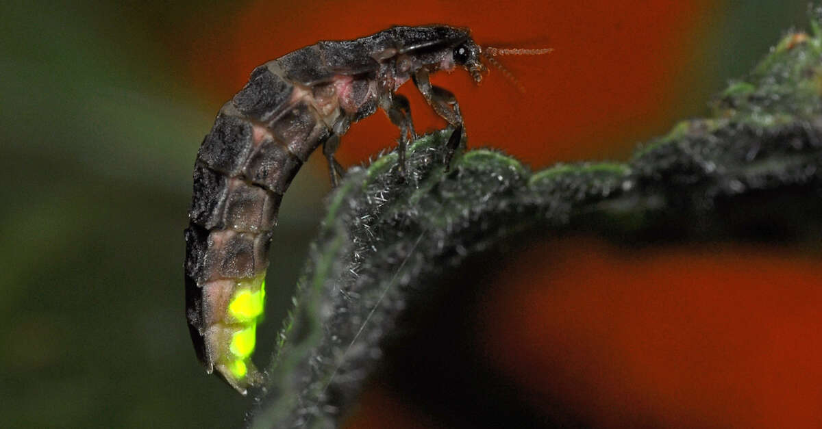 EDEN 62 - LA LUMIERE DU LAMPYRE - Saint-Étienne-au-Mont | Office de ...