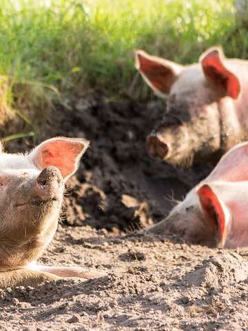 Bienvenue en Alsace !| mulhouse-tourisme