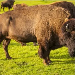 Visite Bisons Muchedent: La Ferme Des Bisons 76 – VRIMCA