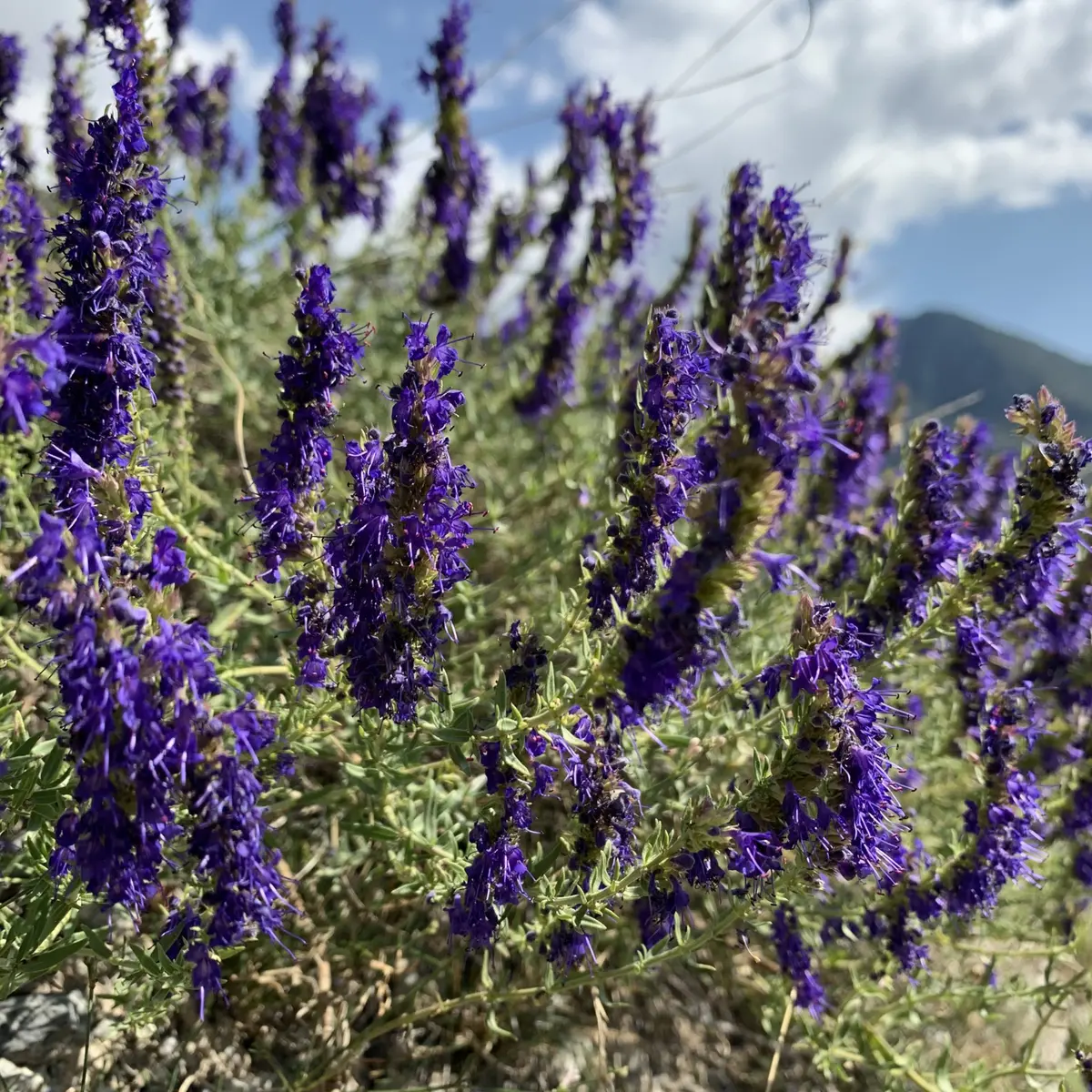 L’école des druides – les élixirs d’Isabelle (Freissinières) | Provence ...