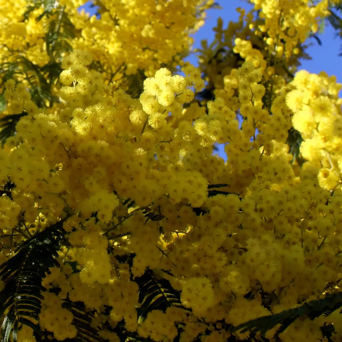 Guided hiking Mimosa in the Heart of the Petites Maures with SAB ...