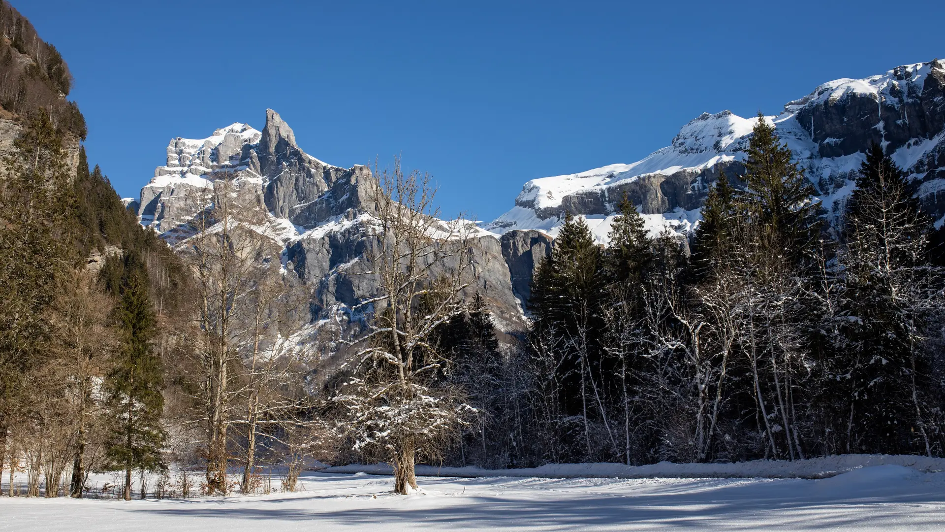 Snowshoe trekking: Ibex observation and nature reserve (Sixt-Fer-à ...