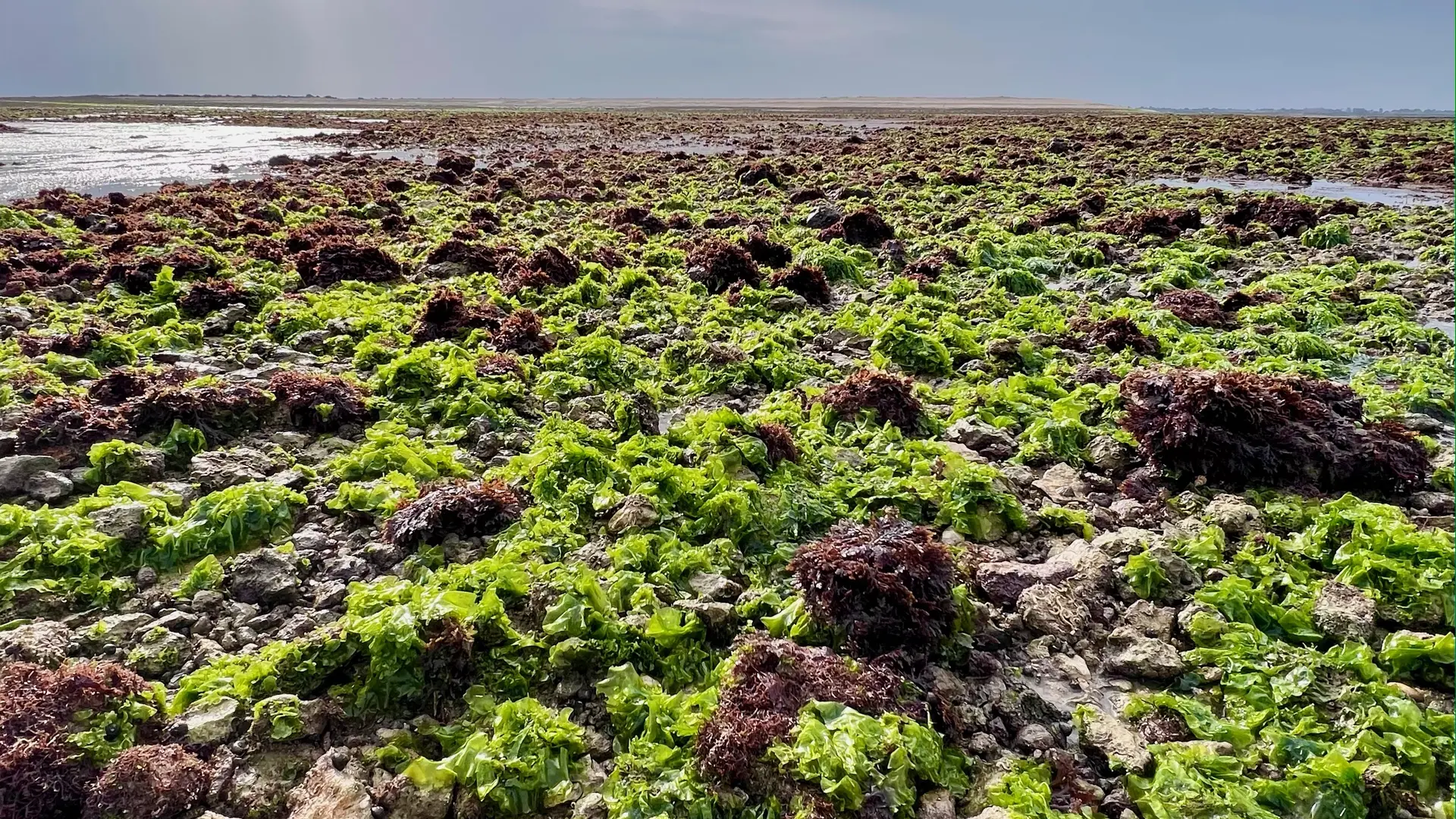 Visit to the Aoré seaweed farm (La Flotte) | Destination Île de Ré