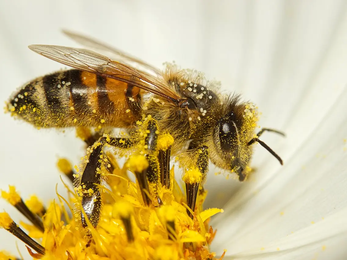 Atelier à la ferme: découverte du monde des abeilles (Saint-auvent ...