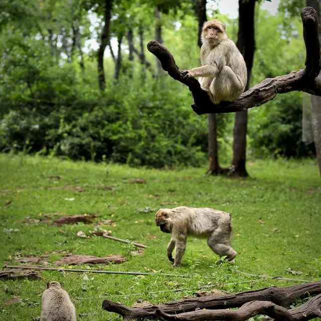 monkey forest rocamadour