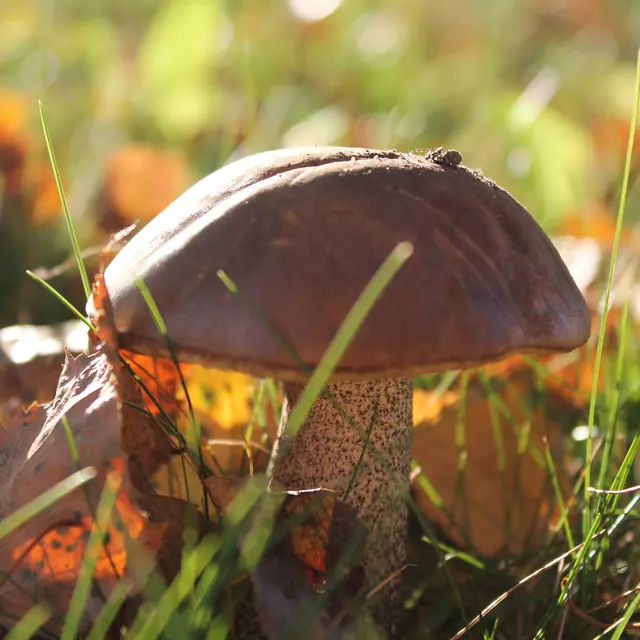 Rando Petit Déj et champignon (Le Catelier)
