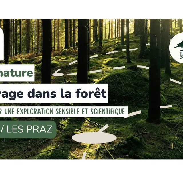 Nature outing – A journey through the forest (Chamonix-Mont-Blanc ...