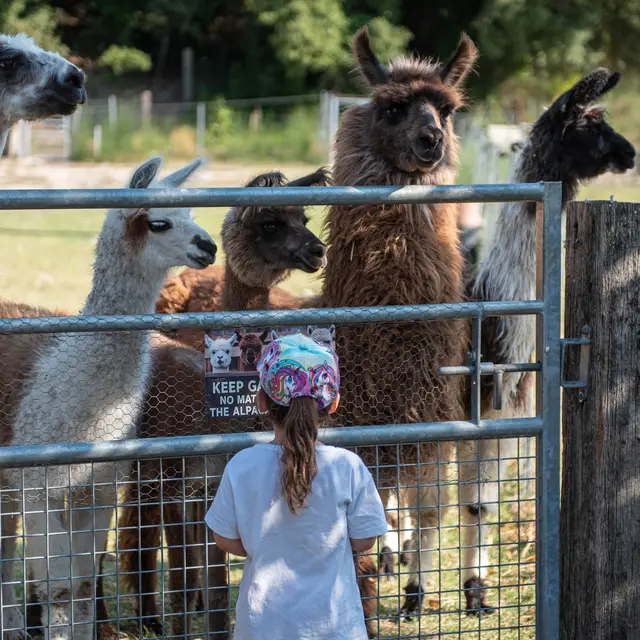 Visite à la Ferme d’Alcatama (Bollène) | Provence-Alpes-Côte d'Azur Tourism