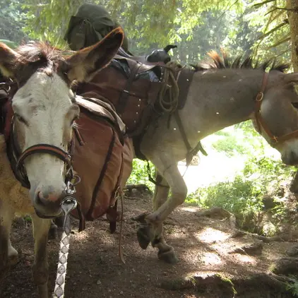 Rando ânes et bivouac – sortie accompagnée pour les enfants (Cordon ...