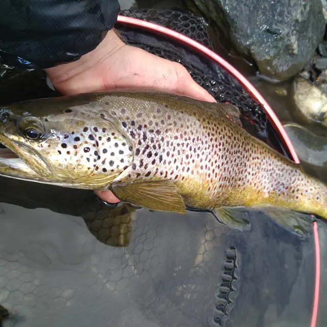 Stage de pêche de la truite aux leurres (Domancy) | Haute-Savoie Mont-Blanc