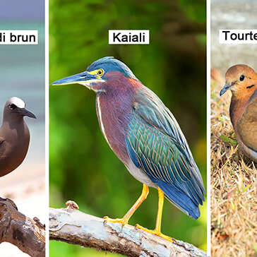 Les Oiseaux de Martinique | Martinique Tour