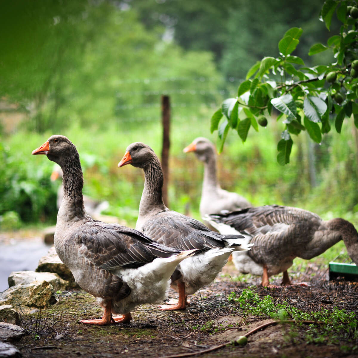 Le canard gras