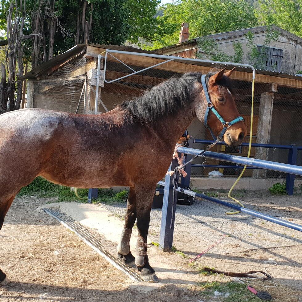 Poney Club de la Clappe (Draguignan) | Provence-Alpes-Côte d'Azur Tourism