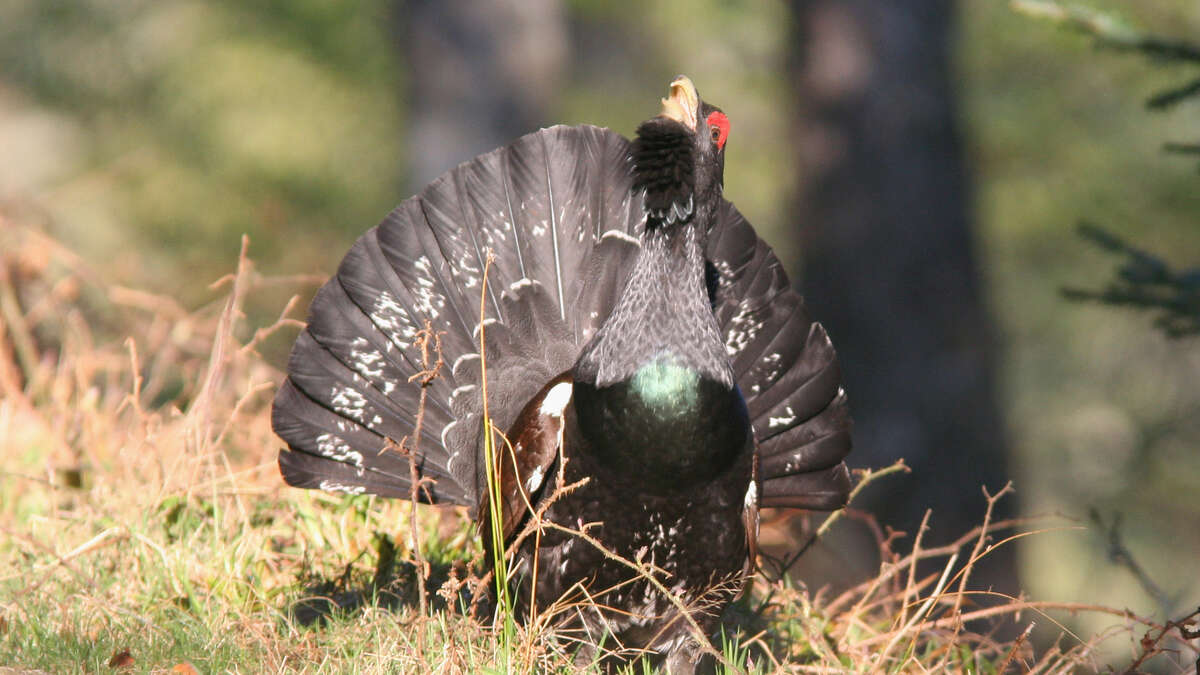 La Réserve Nationale de Chasse et de Faune Sauvage d’Orlu (Orlu ...