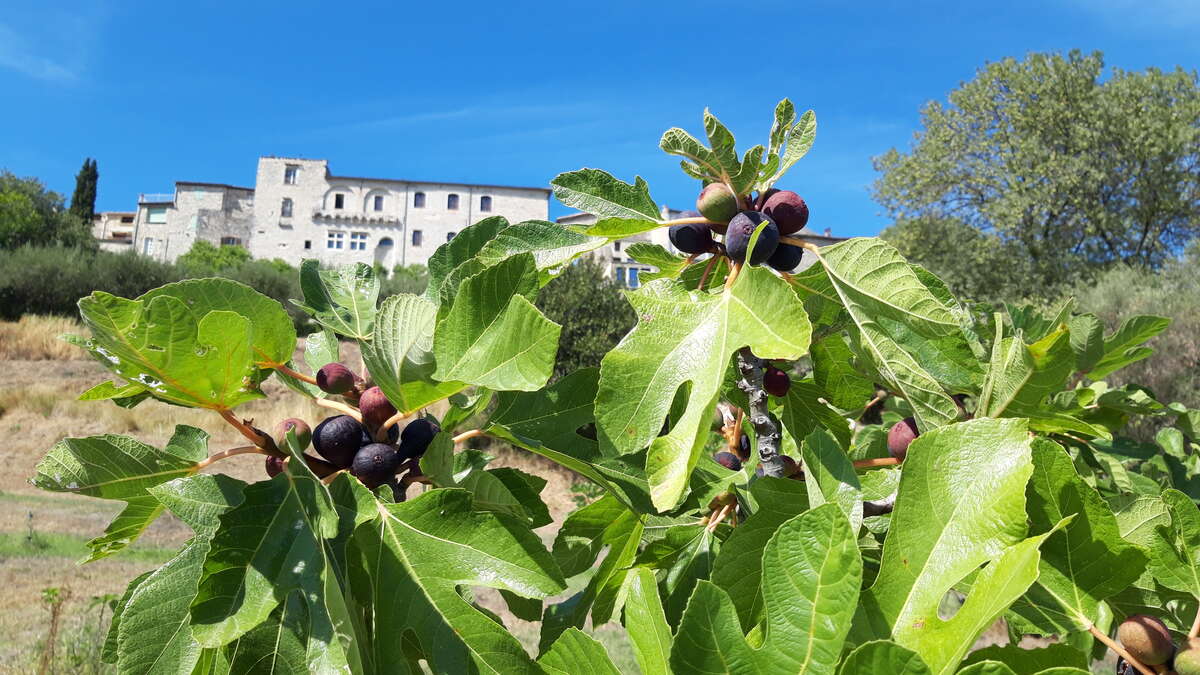 Maison du Parc et du Tourisme de Génolhac (Génolhac) | Cévennes Tourisme