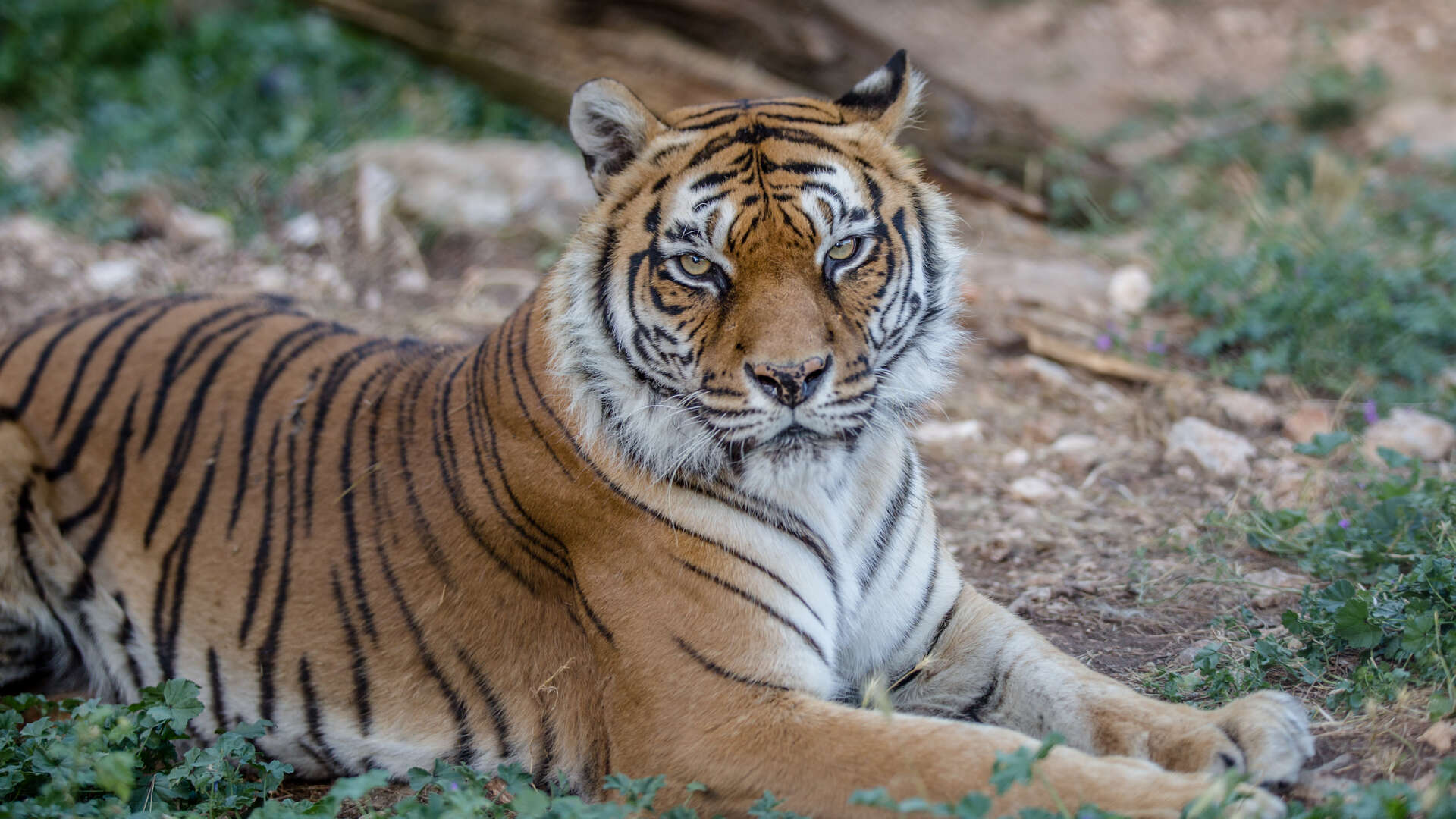 Zoo Fauverie du mont Faron (Toulon) | Provence-Alpes-Côte d'Azur Tourisme