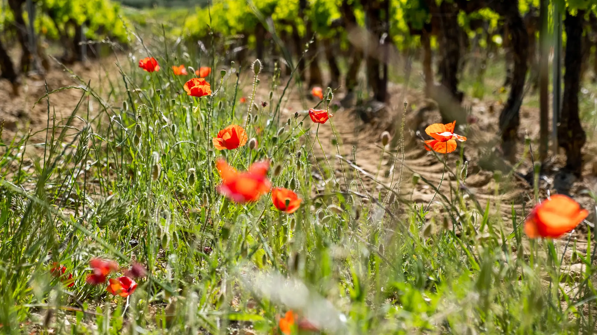 Village de Villedieu (Villedieu) | Provence-Alpes-Côte d'Azur Tourisme
