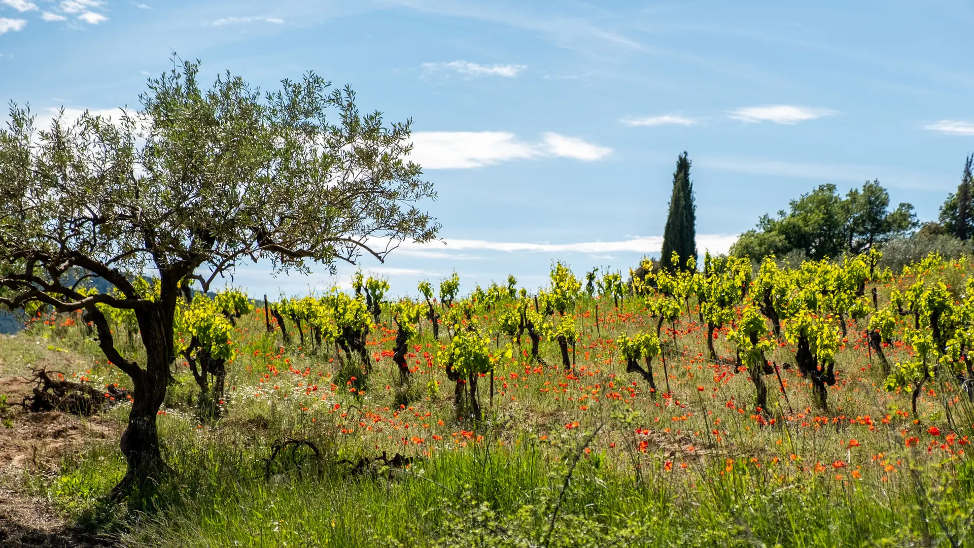 Village de Villedieu (Villedieu) | Provence-Alpes-Côte d'Azur Tourisme