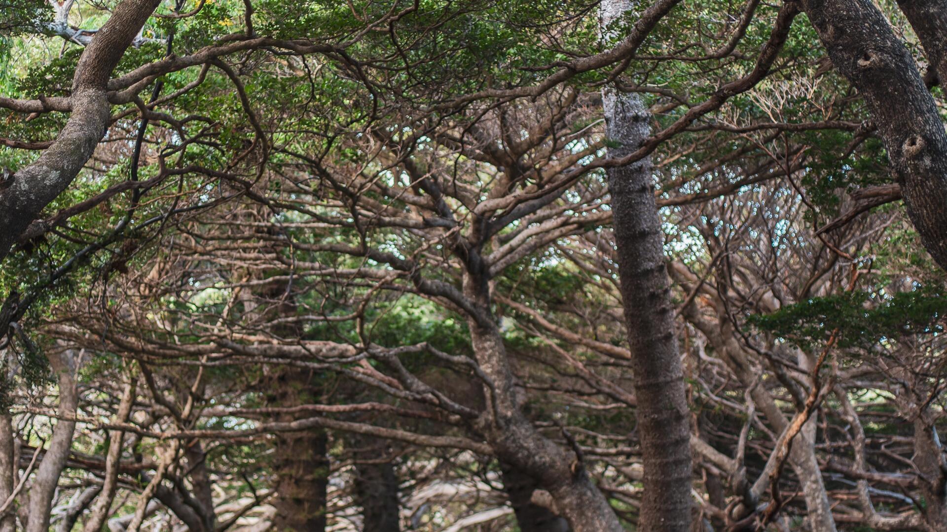 Route de Kuto (Île des Pins) | Sud Tourisme Nouvelle-Calédonie