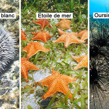 Les Oiseaux de Martinique | Martinique Tour