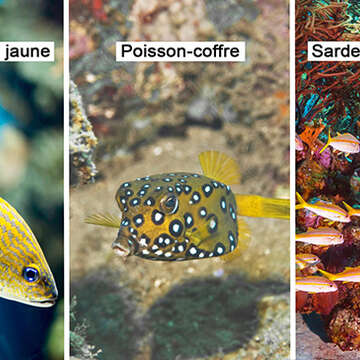 Les Oiseaux de Martinique | Martinique Tour