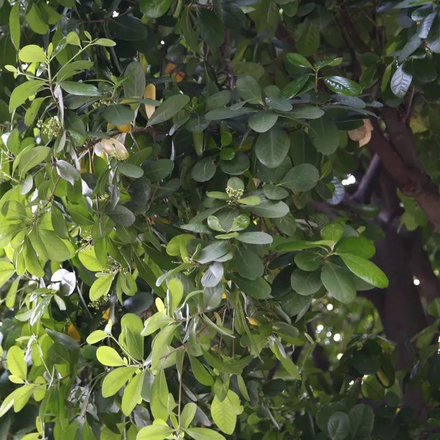 Remarkable trees : Corynocarpus Laevigata – New Zealand Laurel (Menton ...