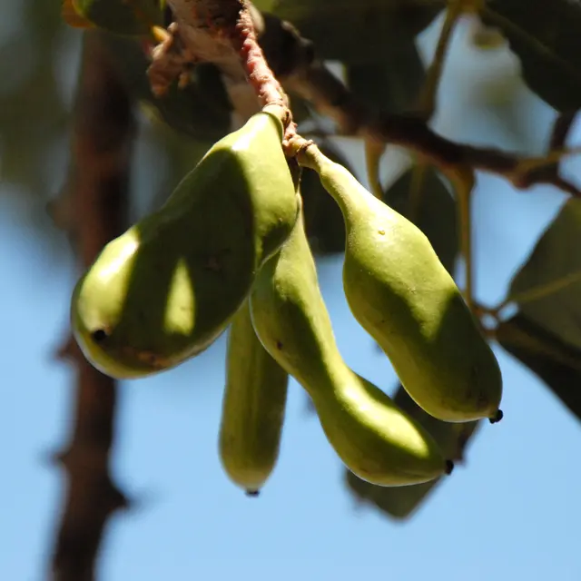 Arbres remarquables : Ceratonia Siliqua – Caroubier (Menton) | Provence ...