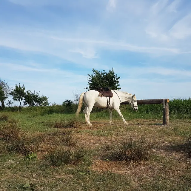 Camargue Prestige – Concours de chevaux de race Camargue dans les ...